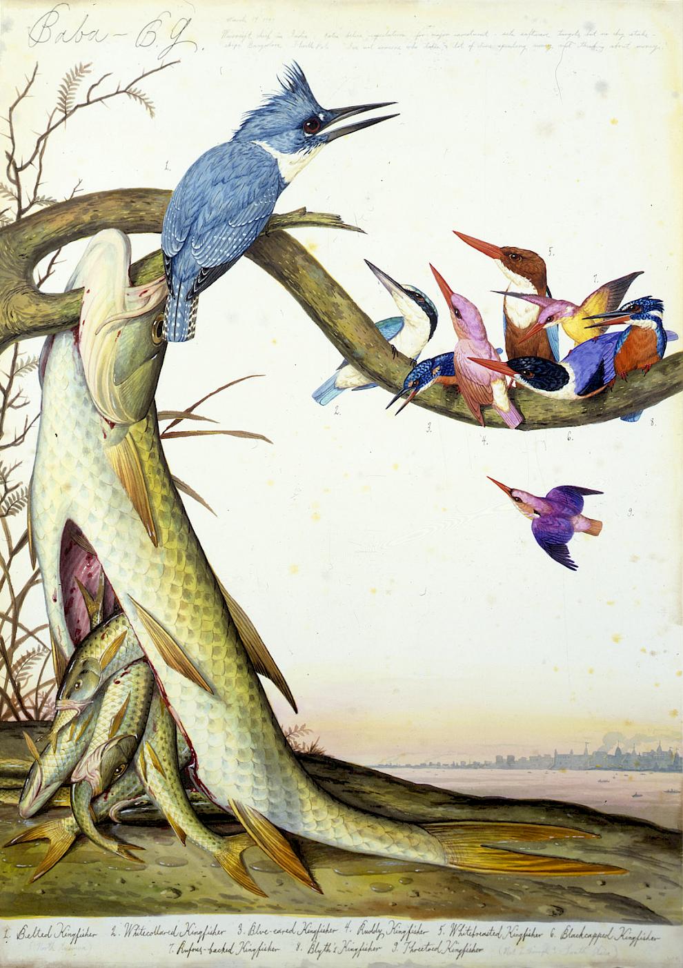 Walton Ford « The ALBERTINA Museum Vienna